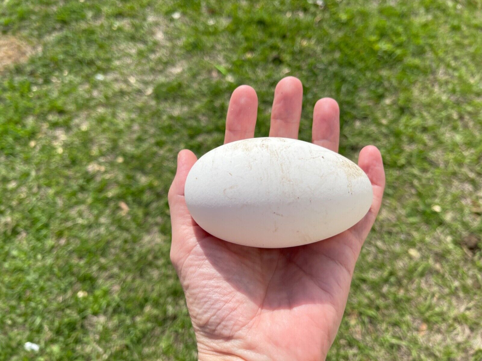 Goose Hatching Eggs – Akers Farm