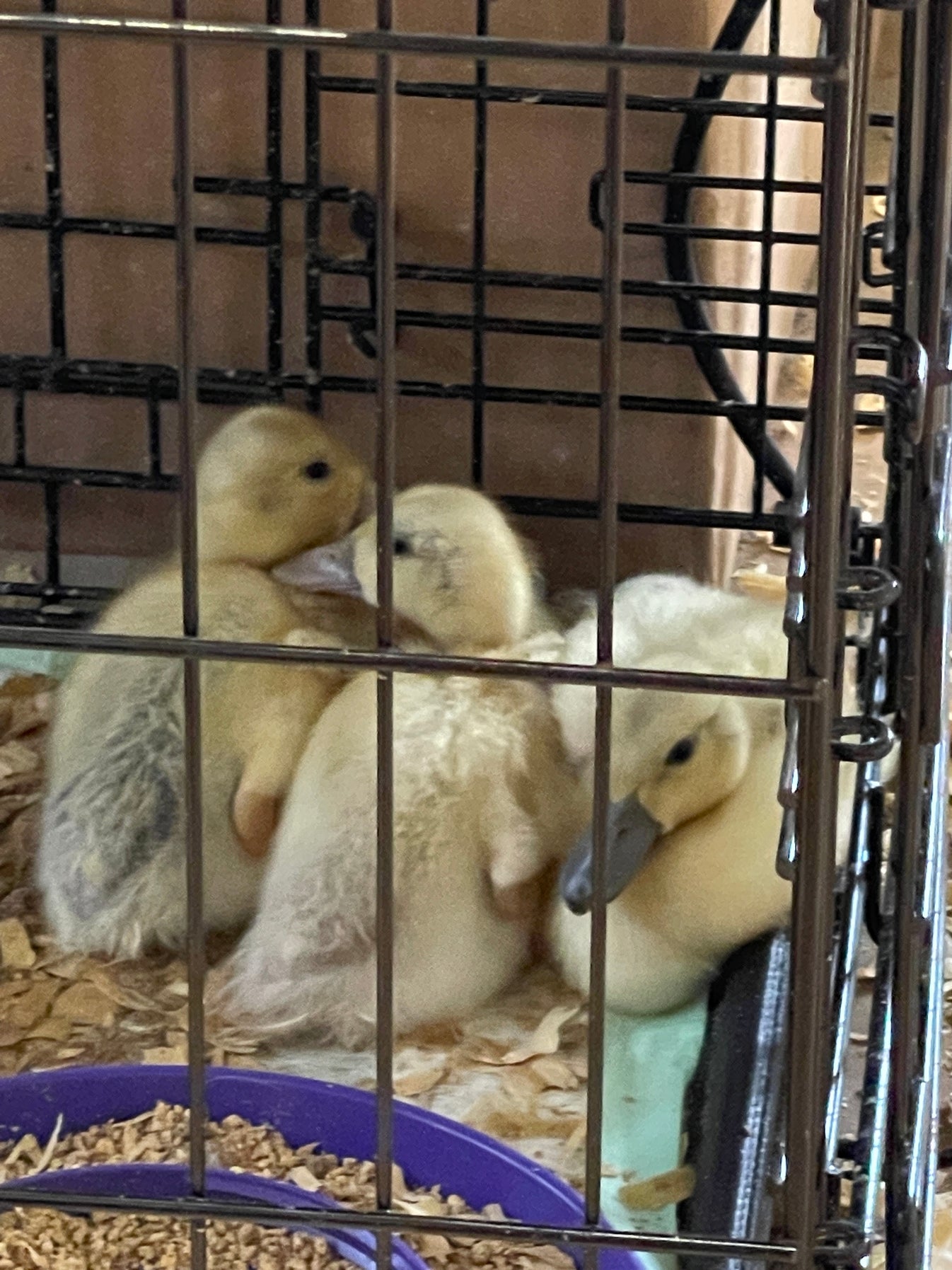 Call Duck Snowy Hatching eggs – Akers Farm