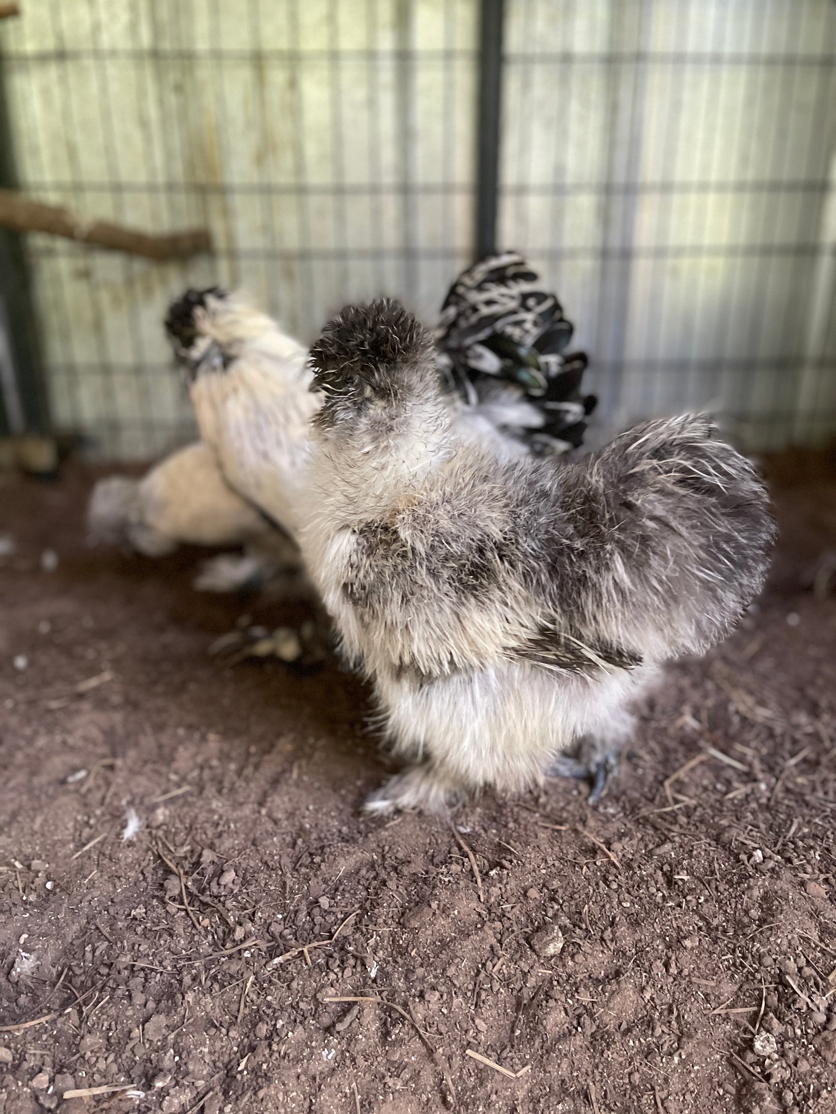 Siver pencil laced Silkie/Satin/Frizzle NPIP & AI – Akers Farm