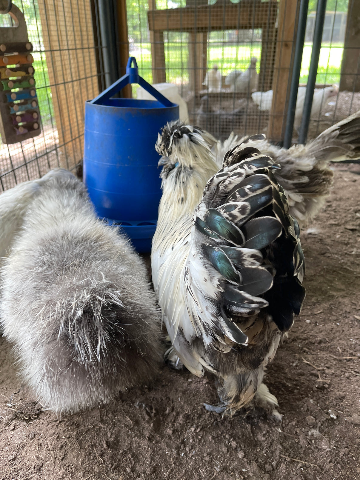 Siver pencil laced Silkie/Satin/Frizzle NPIP & AI – Akers Farm