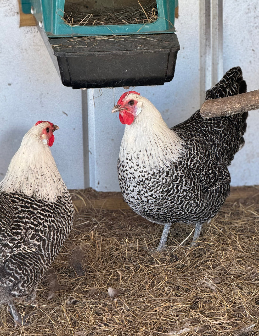 PREORDER Silver Deathlayer Hatching Eggs – Akers Farm