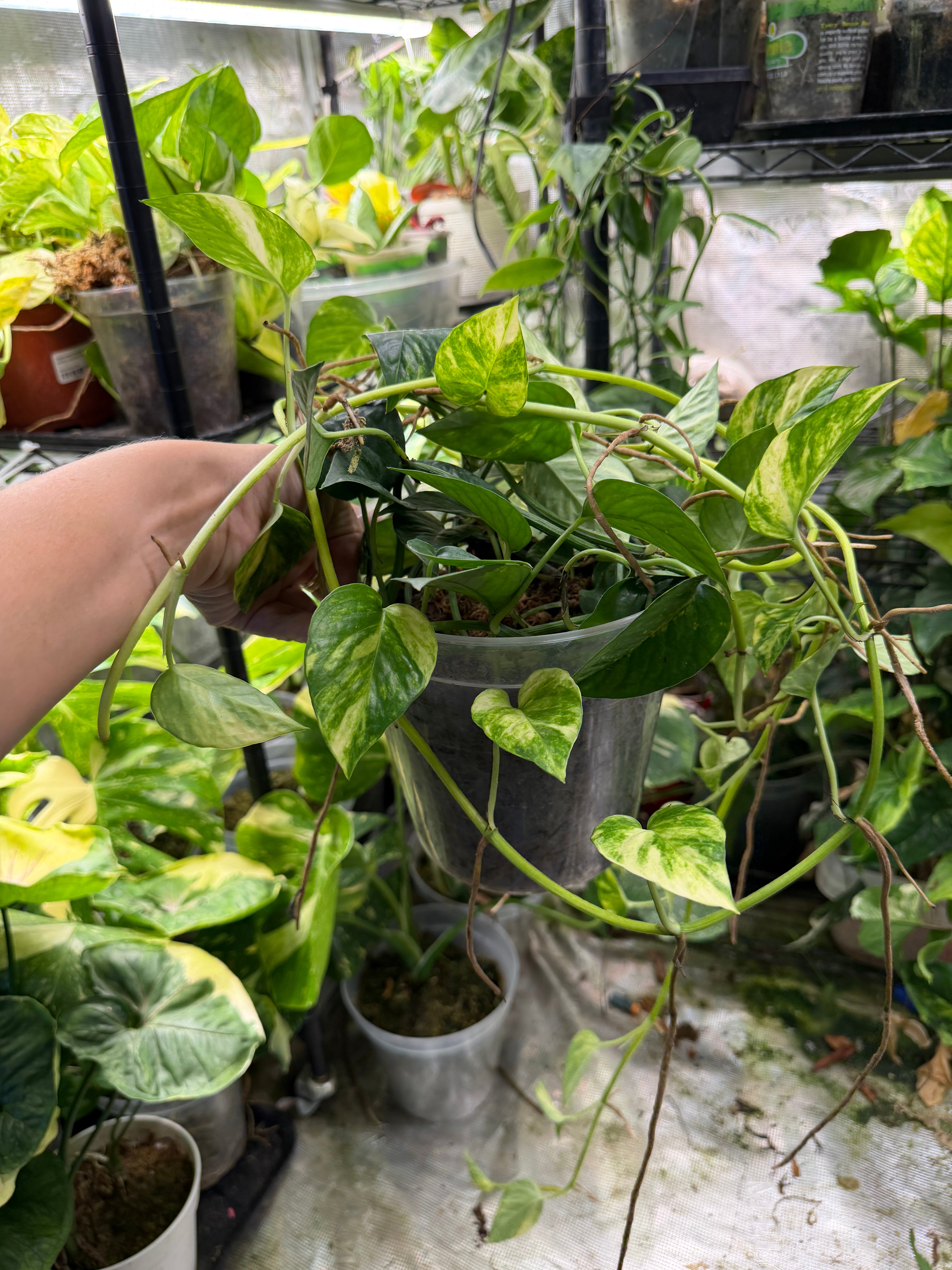 Epipremnum pinnatum Albo Variegata ‘Cebu Blue’ – Akers Farm
