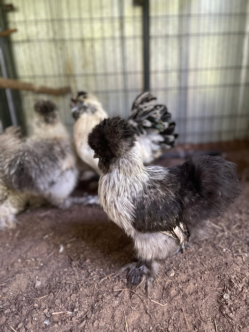 Siver pencil laced Silkie/Satin/Frizzle NPIP & AI – Akers Farm