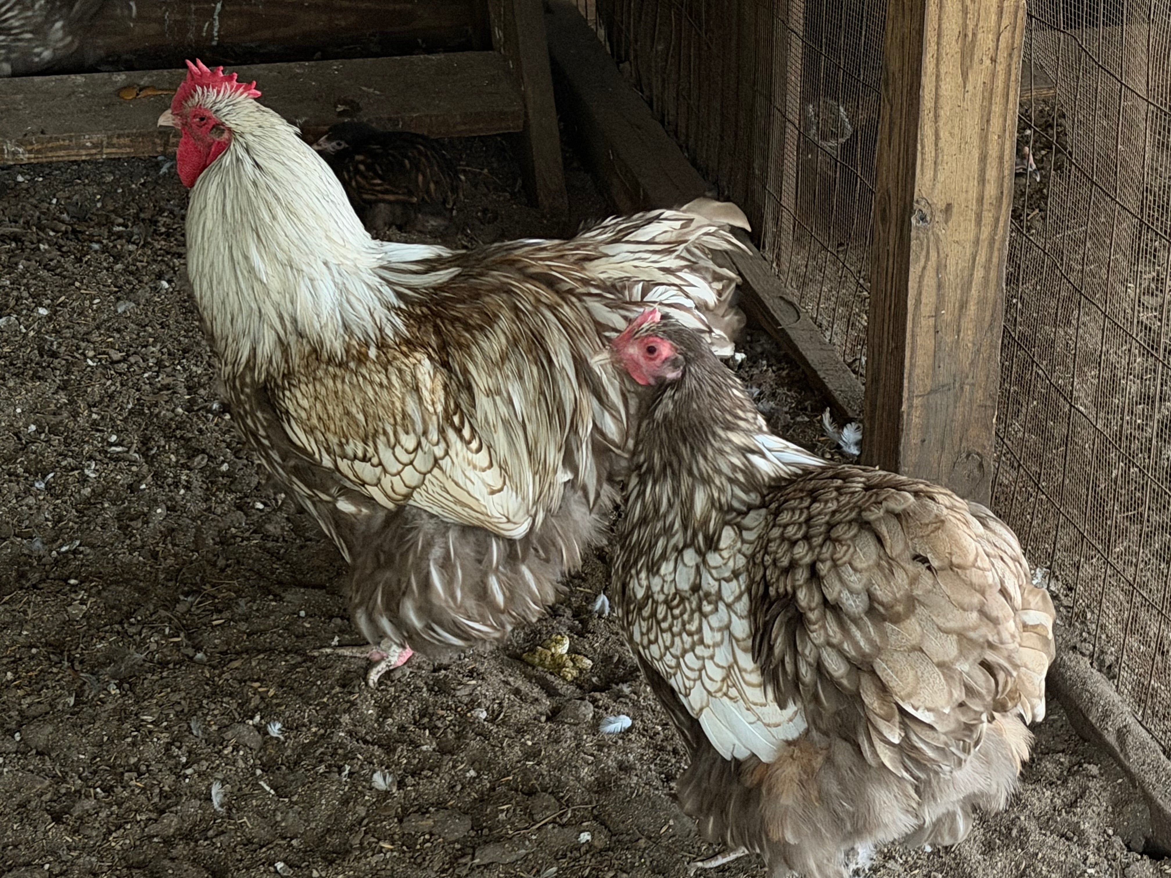Chocolate laced English Orpington Hatching Eggs NPIP AI clean – Akers Farm