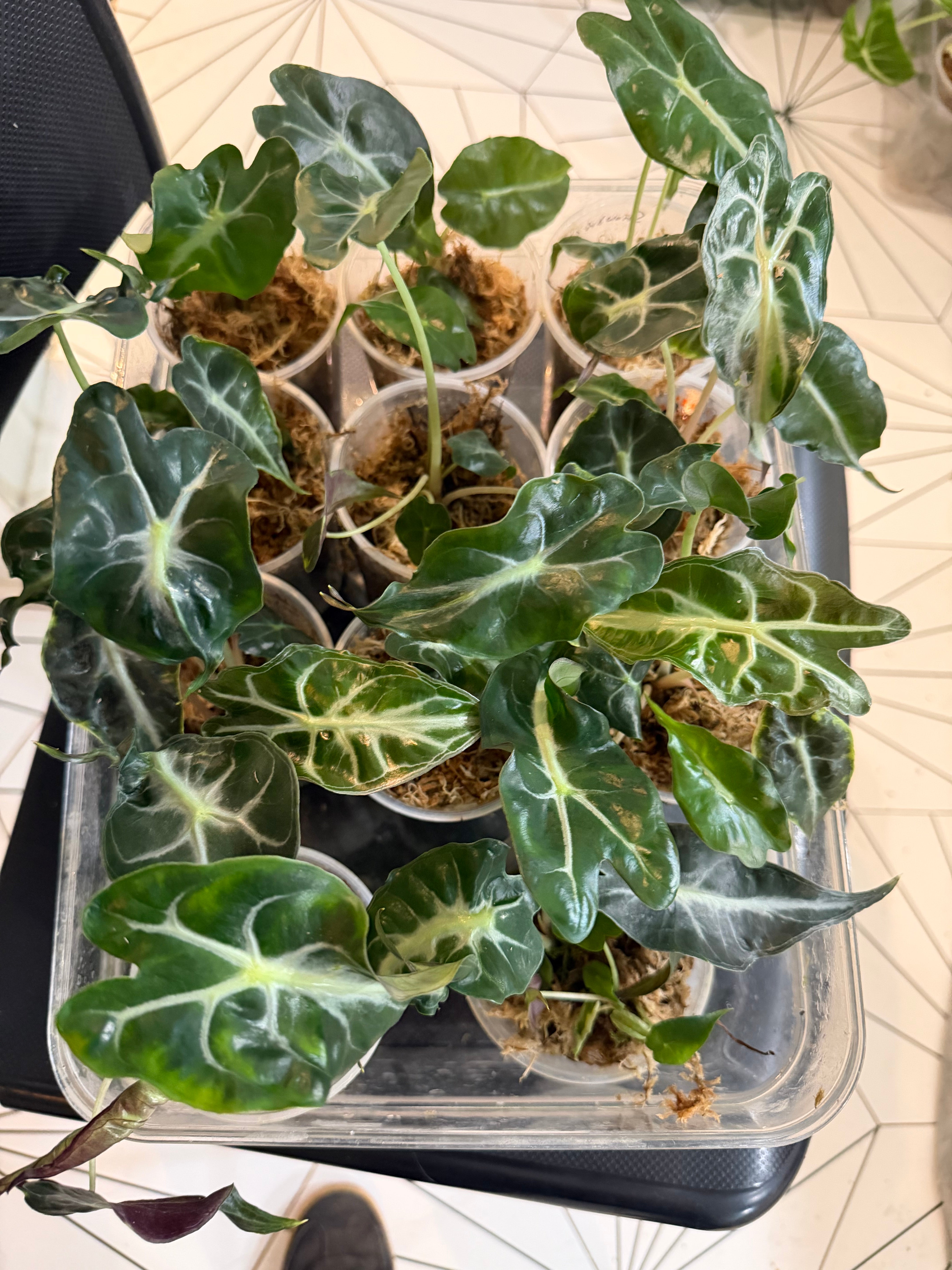 Alocasia Venom – Akers Farm