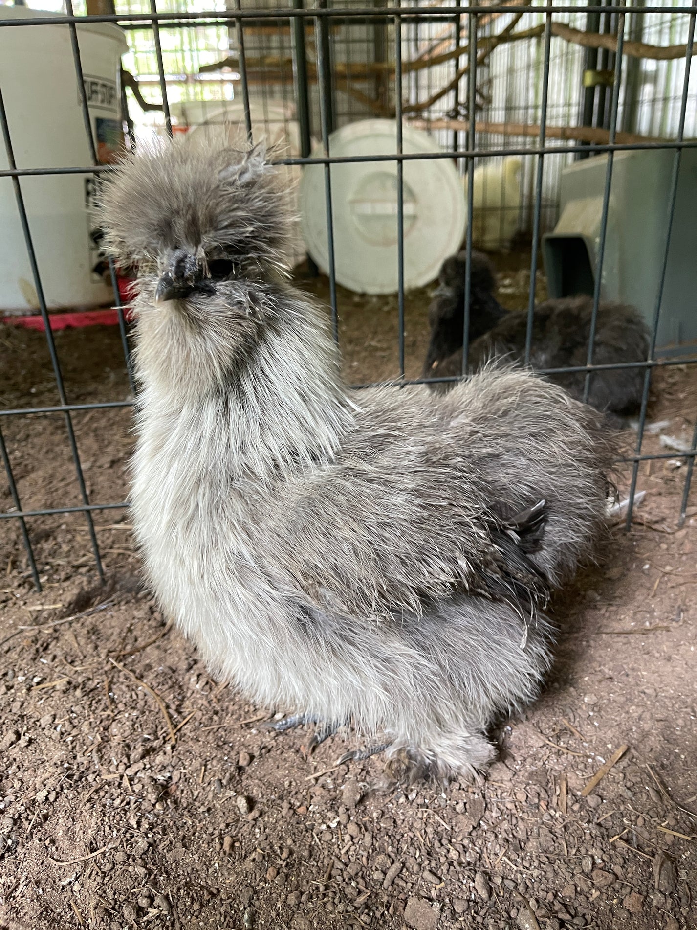 Siver pencil laced Silkie/Satin/Frizzle NPIP & AI – Akers Farm