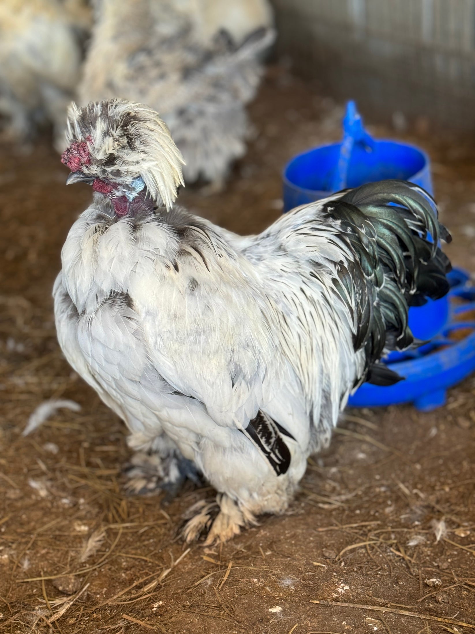 Siver pencil laced Silkie/Satin/Frizzle NPIP & AI – Akers Farm