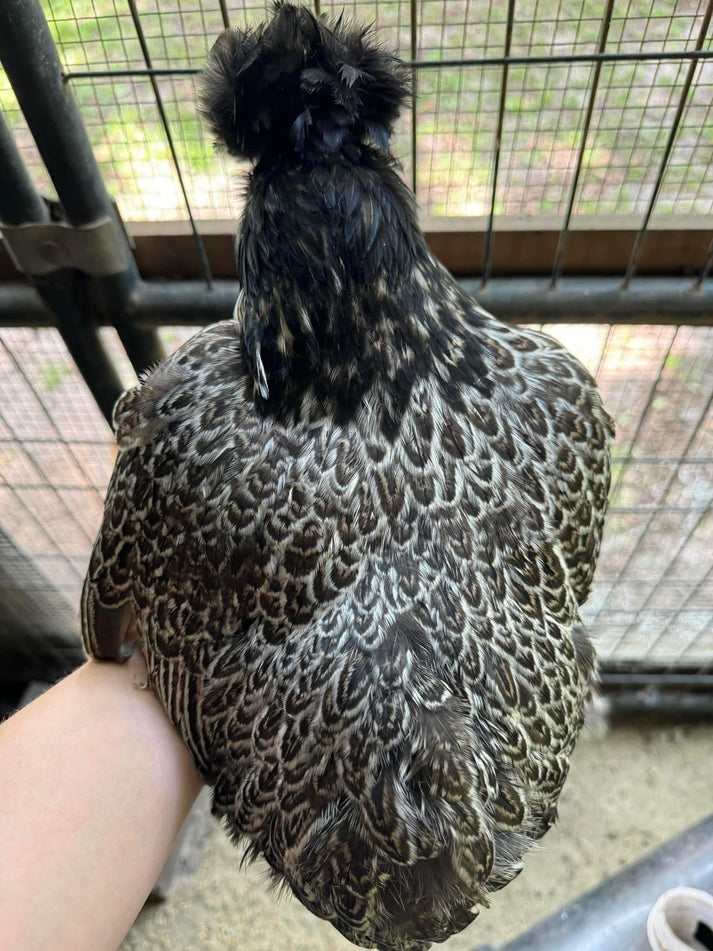 Siver pencil laced Silkie/Satin/Frizzle NPIP & AI – Akers Farm