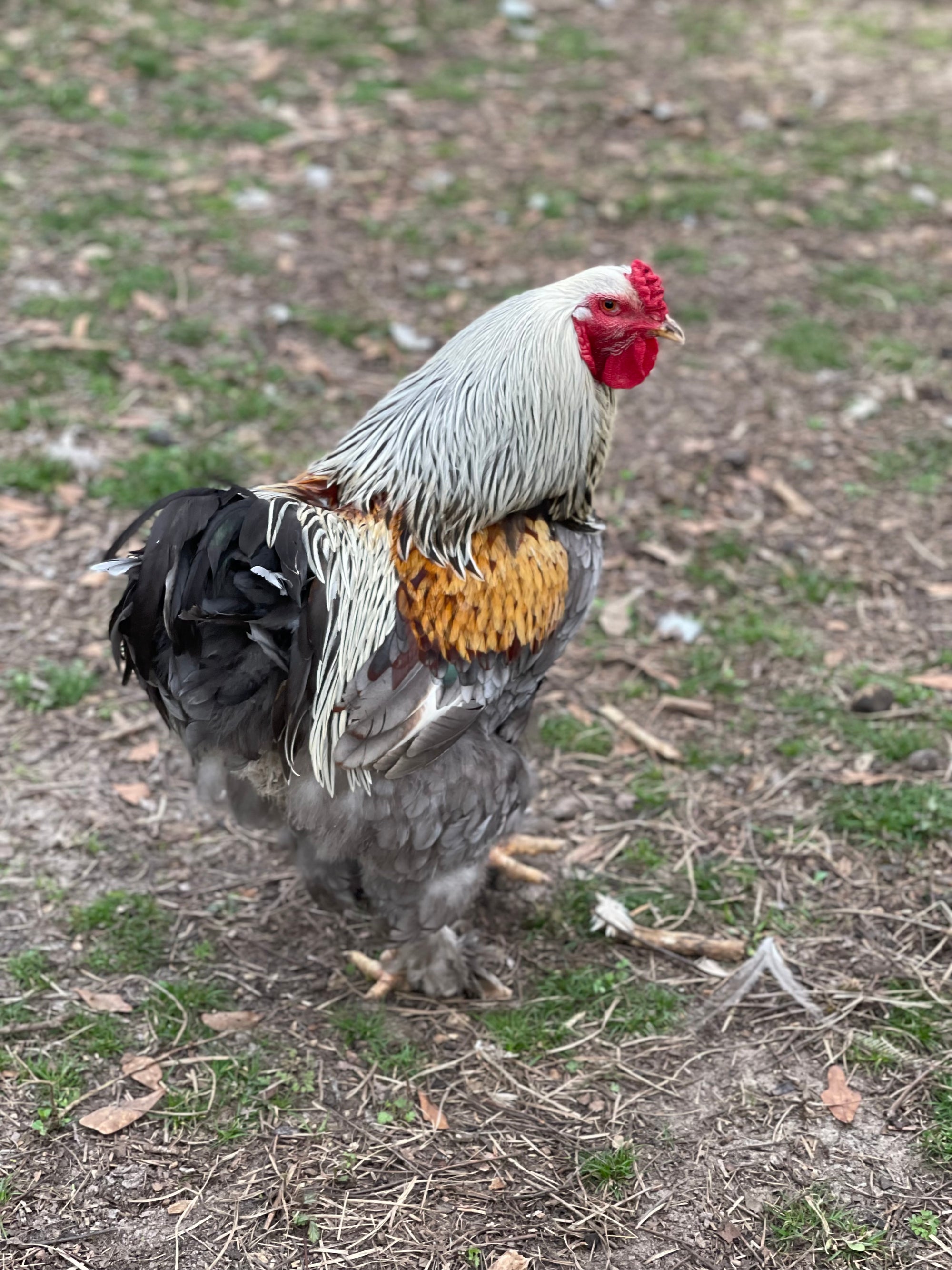 Silver/Gold Genetics – Akers Farm