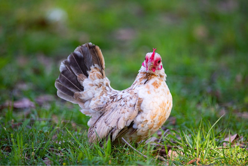 American Seramas Micro Hatching Eggs Hens Choice (includes 25% chance ...