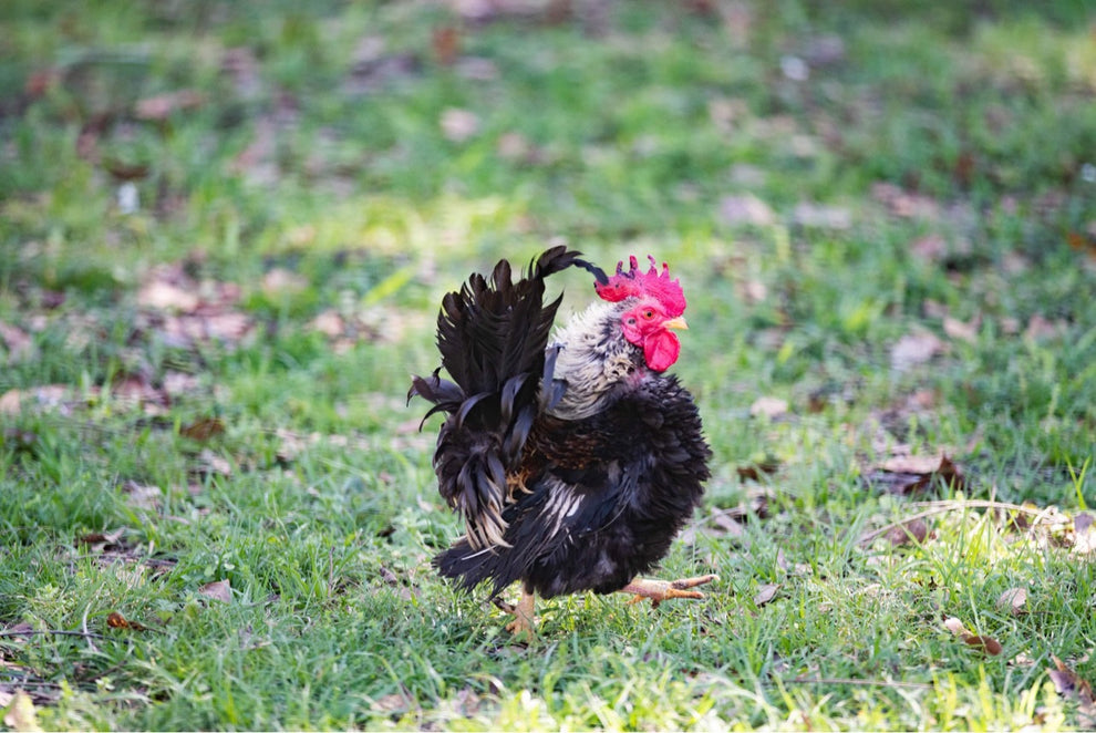 American Seramas Micro Hatching Eggs Hens Choice (includes 25% chance ...