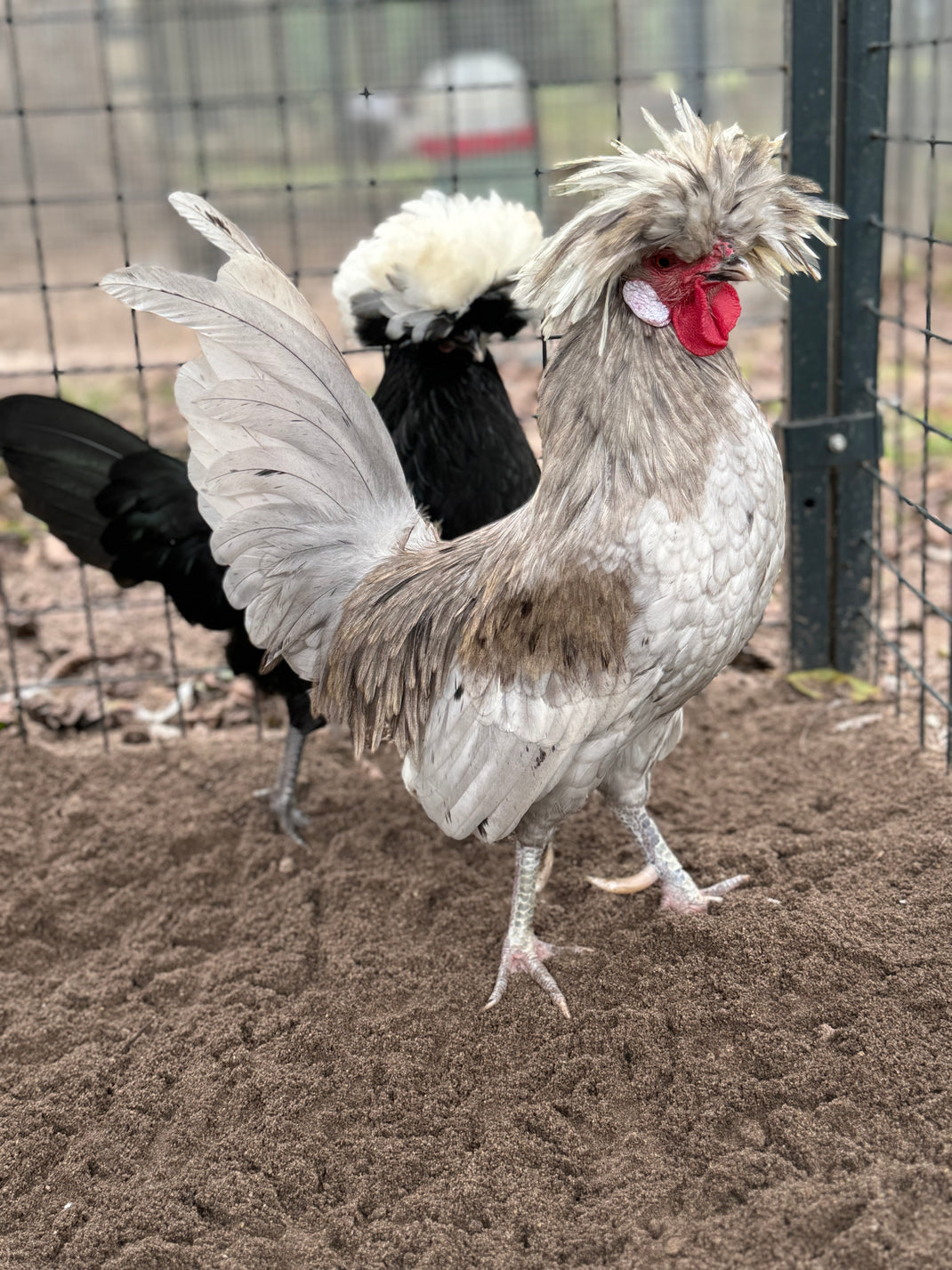 Our Breeds – Akers Farm