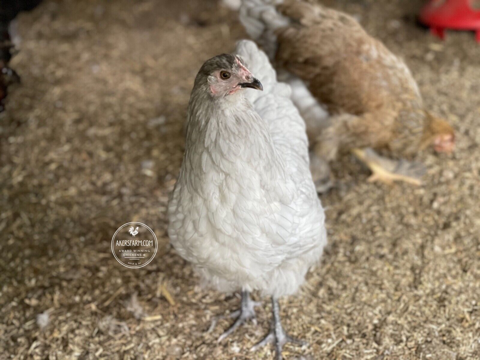 Olive Egger/Easter Egger Rare Breeds Mixed Chicken Hatching eggs NPIP ...