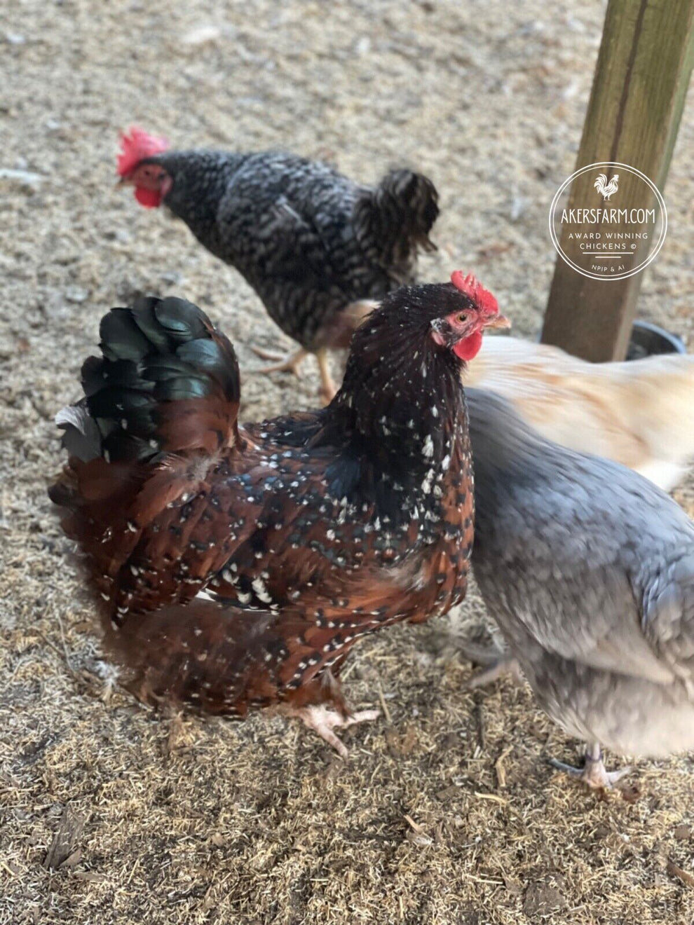 Olive Egger/Easter Egger Rare Breeds Mixed Chicken Hatching eggs NPIP ...