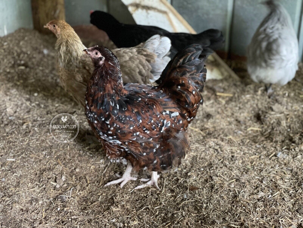Olive Egger/Easter Egger Rare Breeds Mixed Chicken Hatching eggs NPIP ...