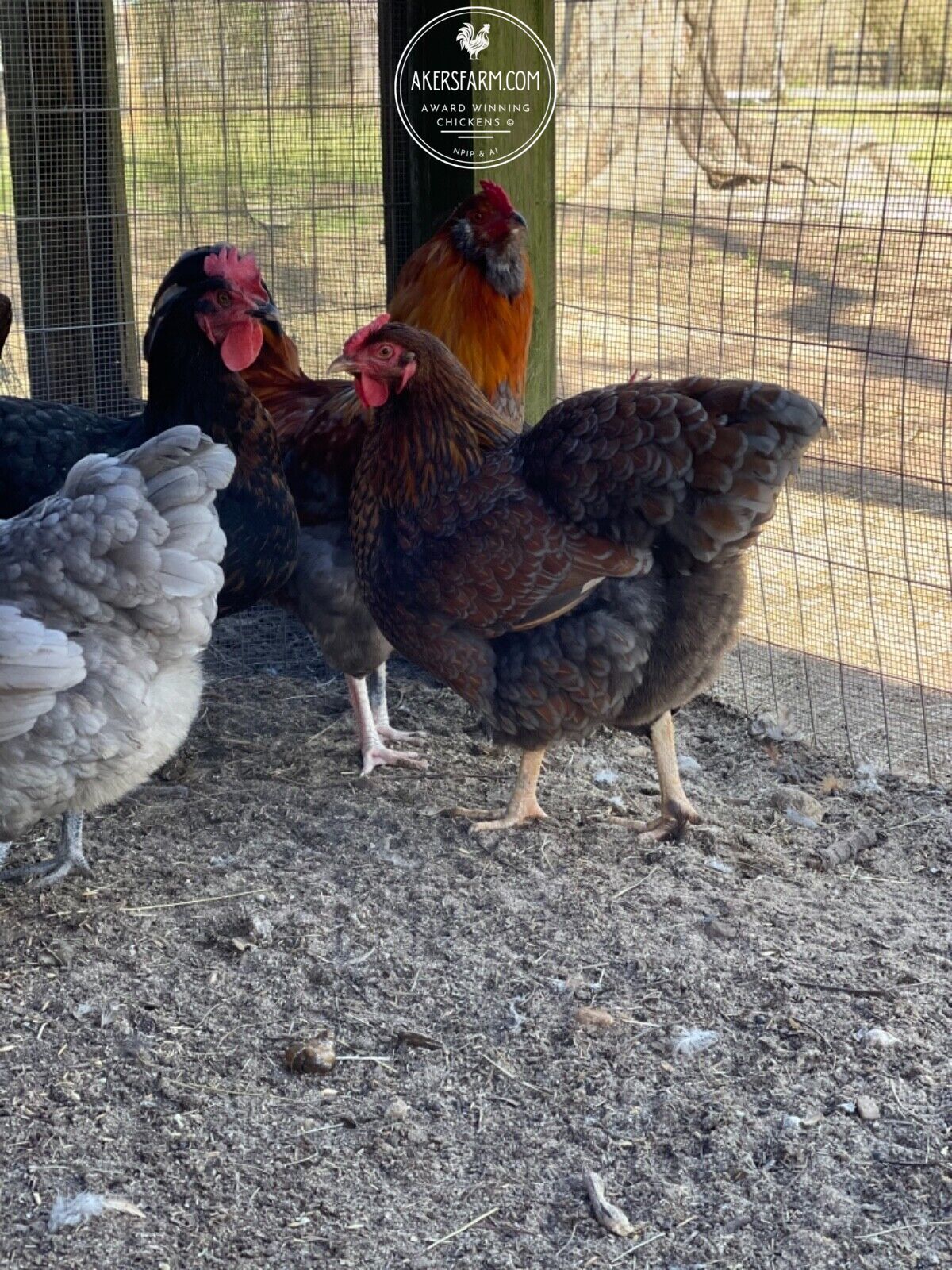 Olive Egger/Easter Egger Rare Breeds Mixed Chicken Hatching eggs NPIP ...