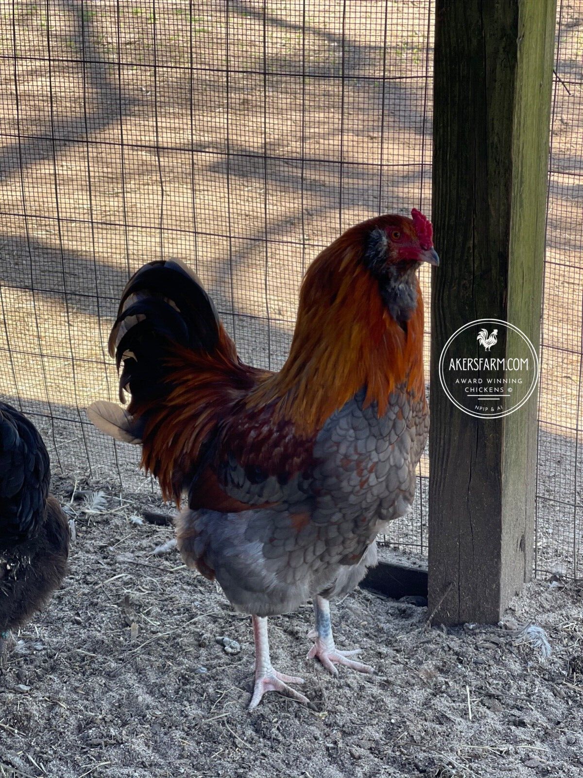 Olive Egger/Easter Egger Rare Breeds Mixed Chicken Hatching eggs NPIP ...