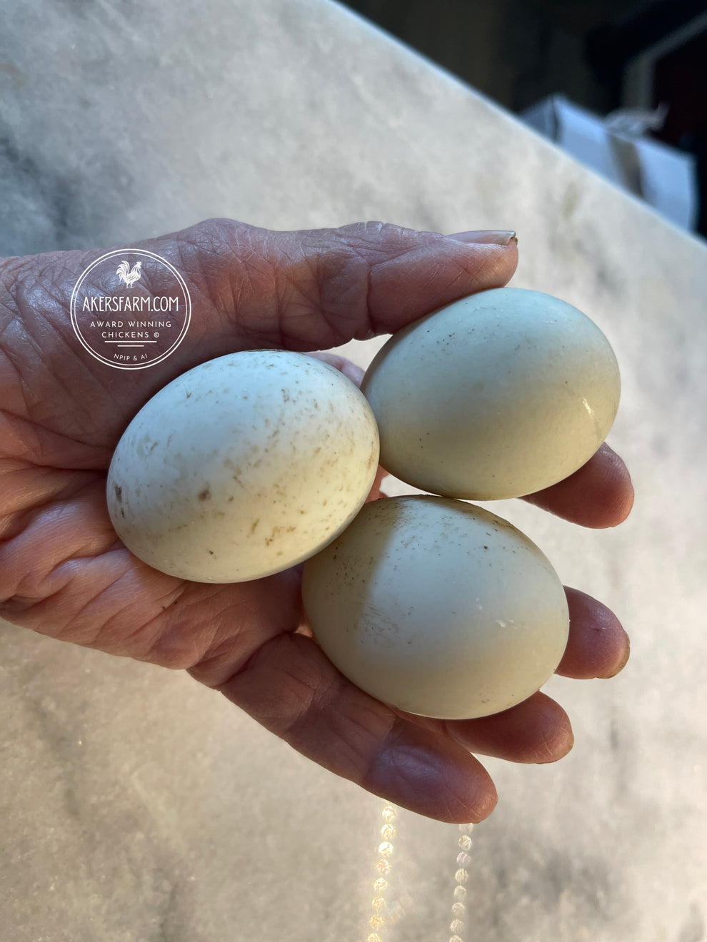Call Duck Snowy Hatching eggs – Akers Farm