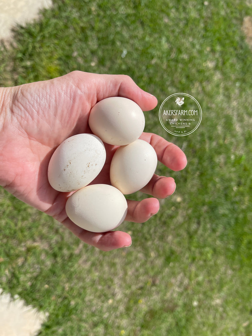 American Seramas Micro Hatching Eggs Hens Choice (includes 25% chance ...