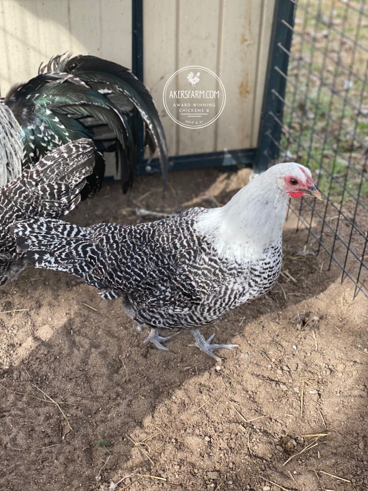 Silver Deathlayer Hatching Eggs – Akers Farm