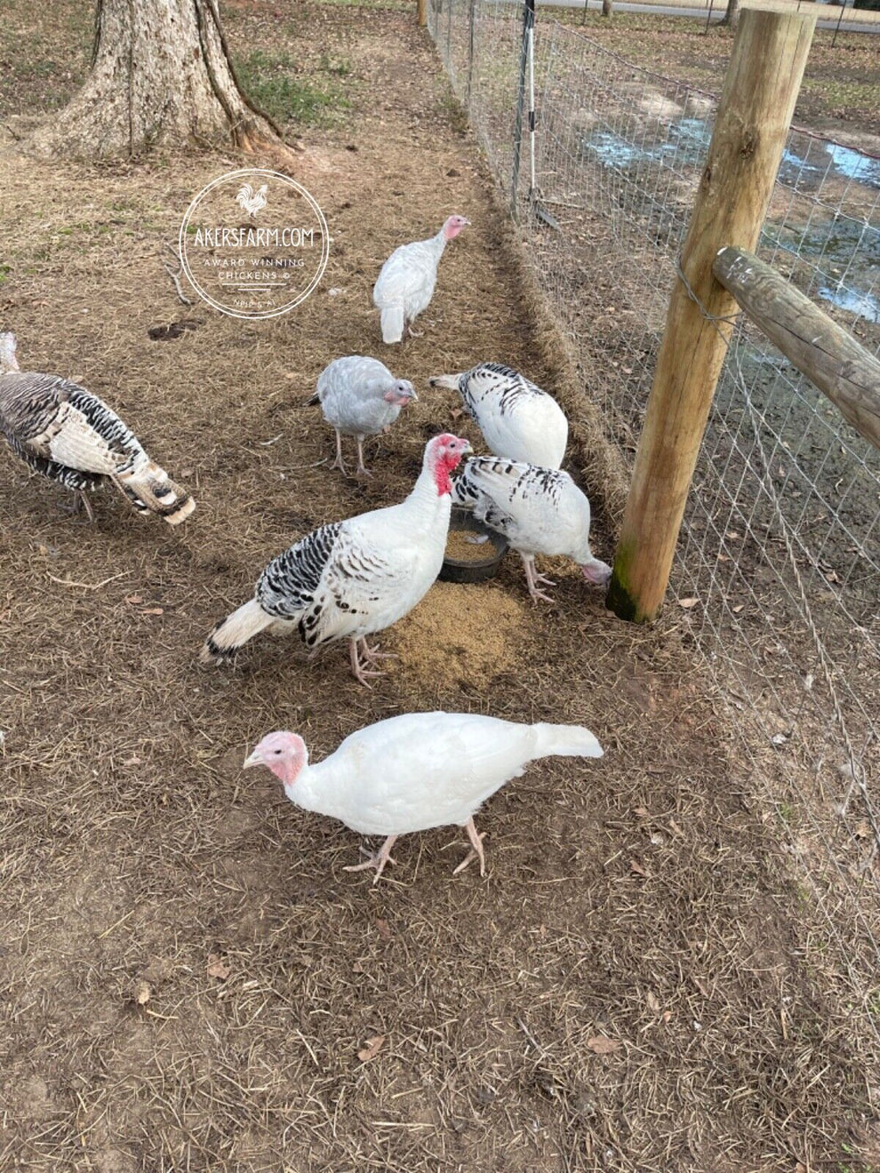 Royal Palm Heritage Turkey Hatching Eggs NPIP AI – Akers Farm